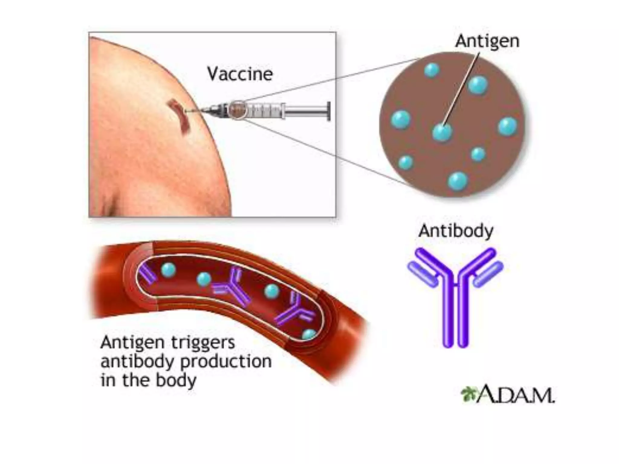immunostimulants | PPTX