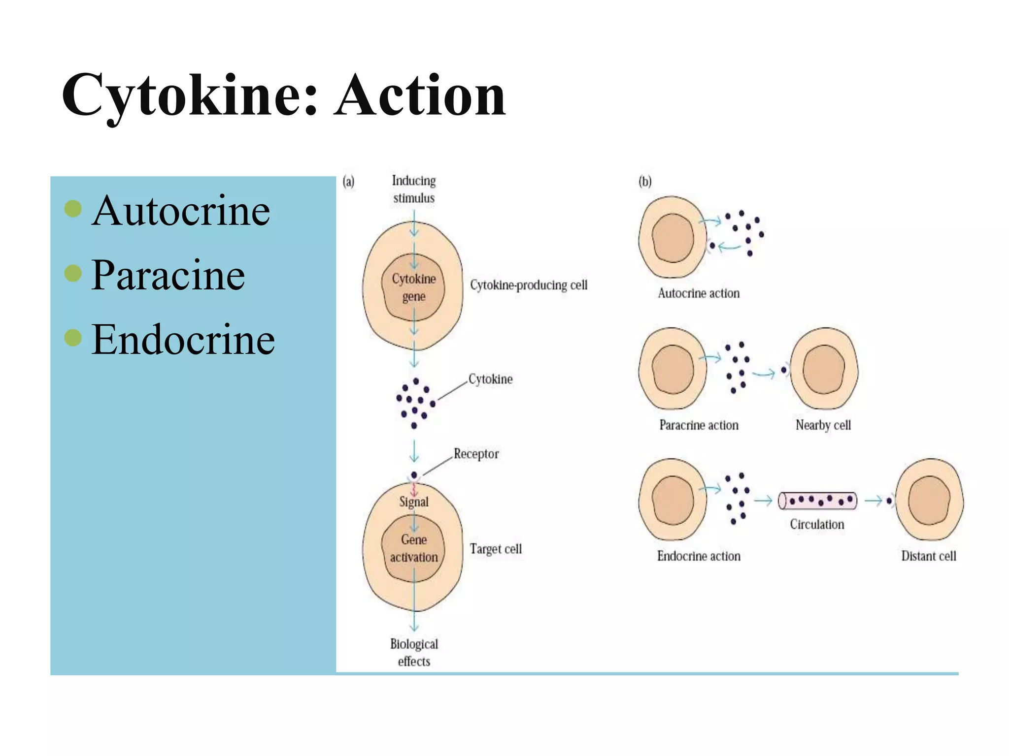 immunostimulants | PPTX