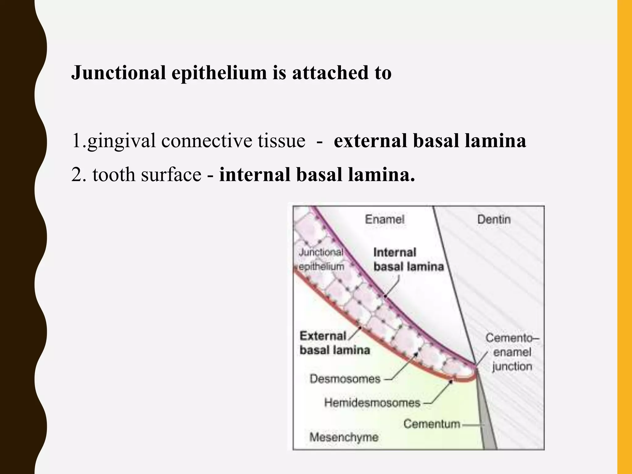 JUNCTIONAL EPITHELIUM | PPTX