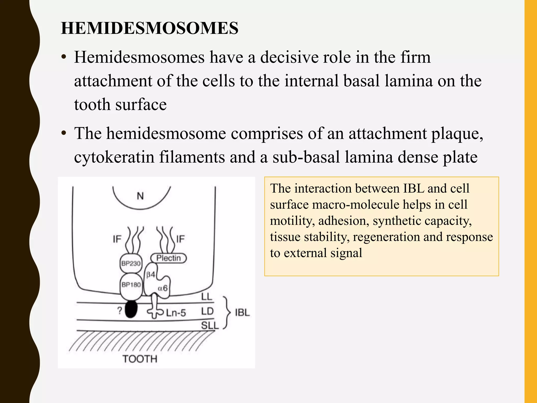 JUNCTIONAL EPITHELIUM | PPTX