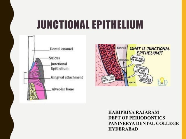 JUNCTIONAL EPITHELIUM | PPTX