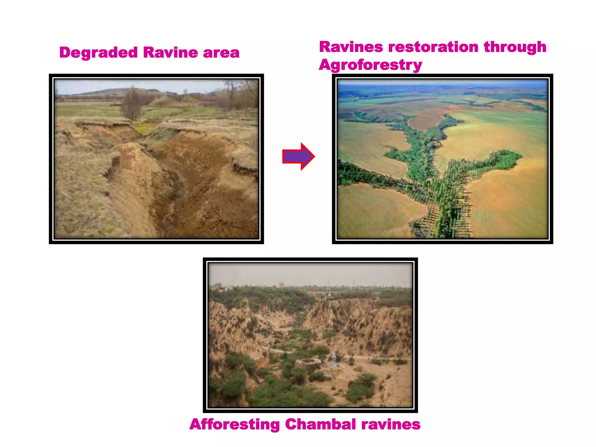Role of forestry in restoration of degraded lands | PPTX