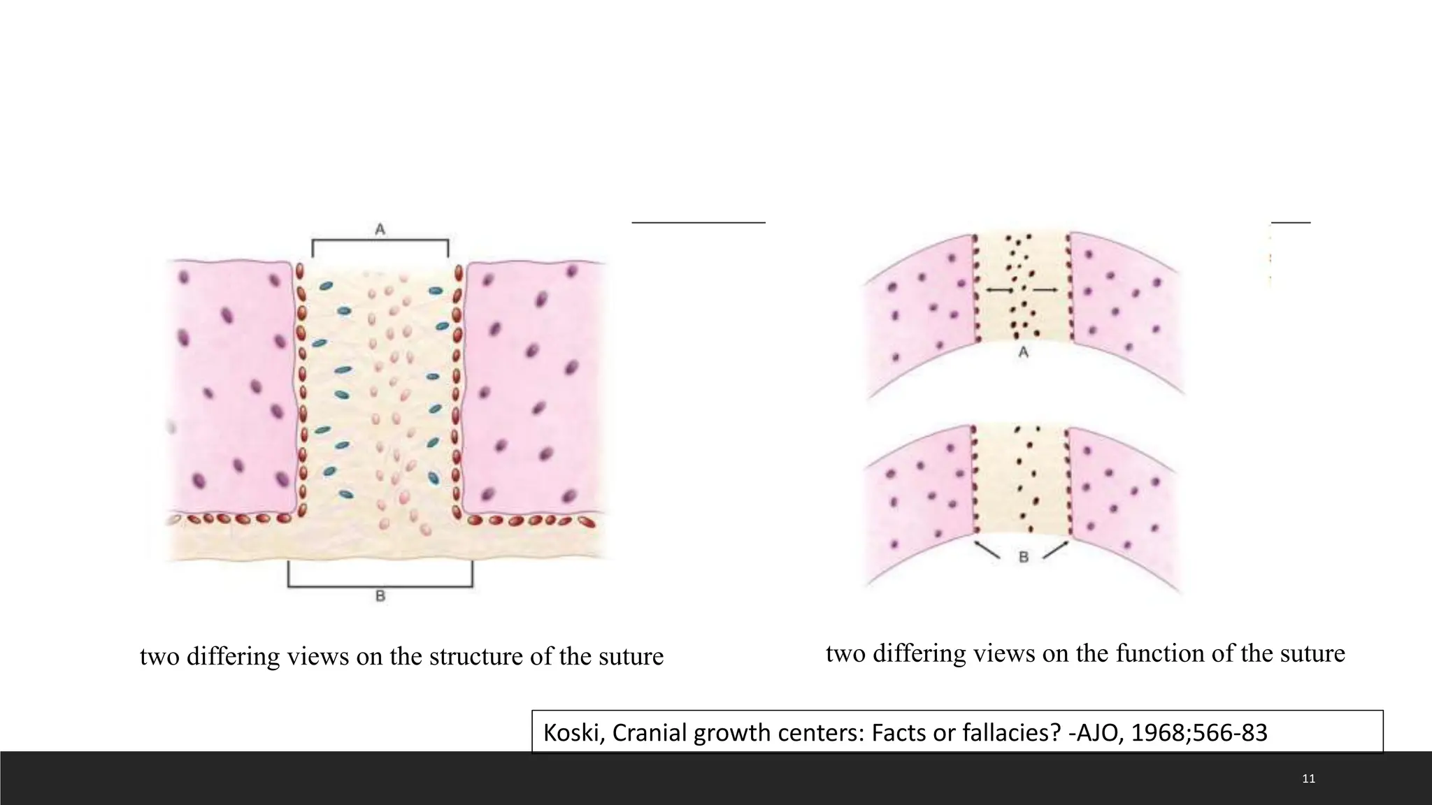 theories of growth and development- orthodontics | PPTX