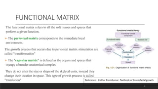 theories of growth and development- orthodontics | PPTX