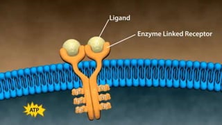 Receptors and signal transsduction along the cell membrane by Ebrahim ...