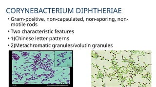 Diphtheria and it’s etiology microbiology MBBS | PPTX | Infectious ...
