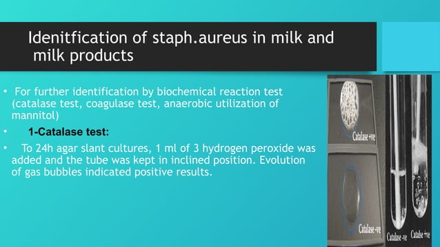 Staphylococcus Aureus In Milk And Milk Products Ppt