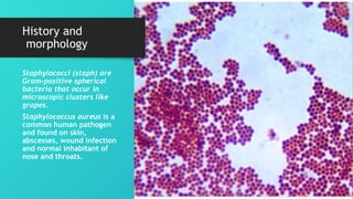 Staphylococcus aureus in milk and milk products | PPT
