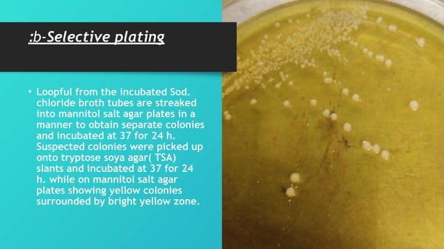 Staphylococcus Aureus In Milk And Milk Products Ppt