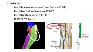 Brachial Plexus Injury and Nerve Injury. | PPTX