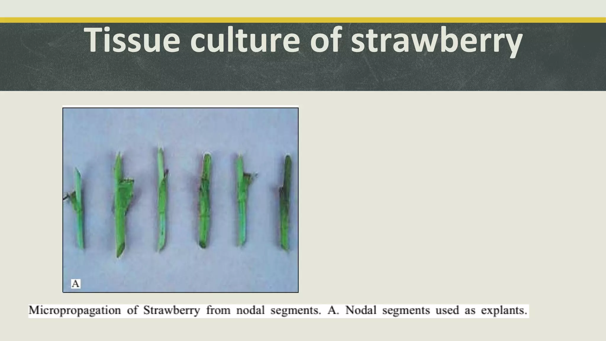 tissue culture of strawberry | PPT