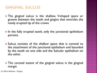 Gingiva | PDF