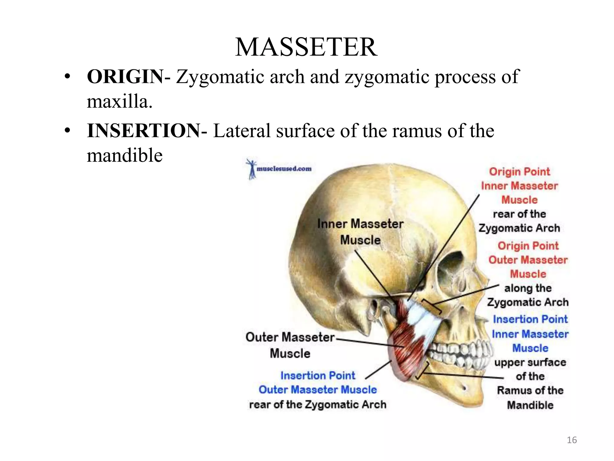 muscles of mastication | PPT