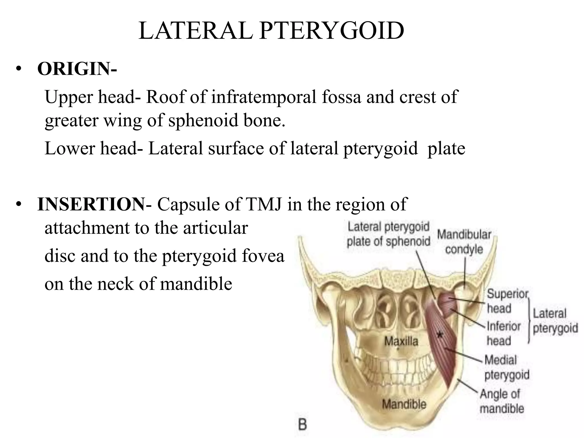 muscles of mastication | PPT