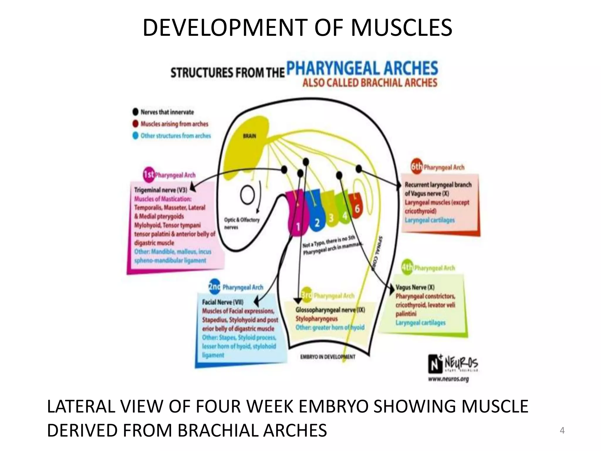 muscles of mastication | PPT
