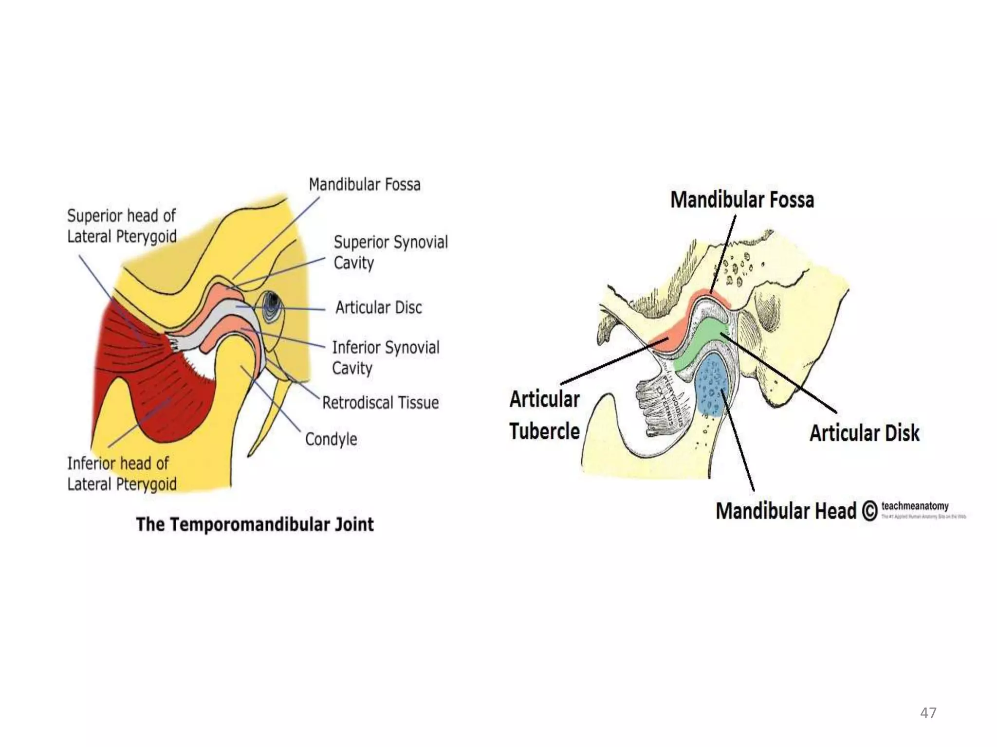 muscles of mastication | PPT
