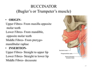 muscles of mastication | PPTX