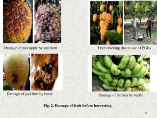 Postharvest Loss Reduction of Fruits in Bangladesh: Achievements and ...