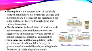 Bioremediation of Radioactive Waste | PPTX