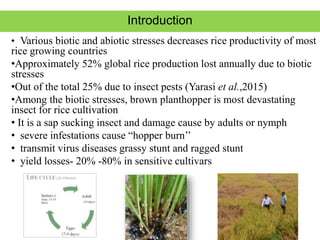 BPH Resistance in rice, new sources and approaches | PPTX