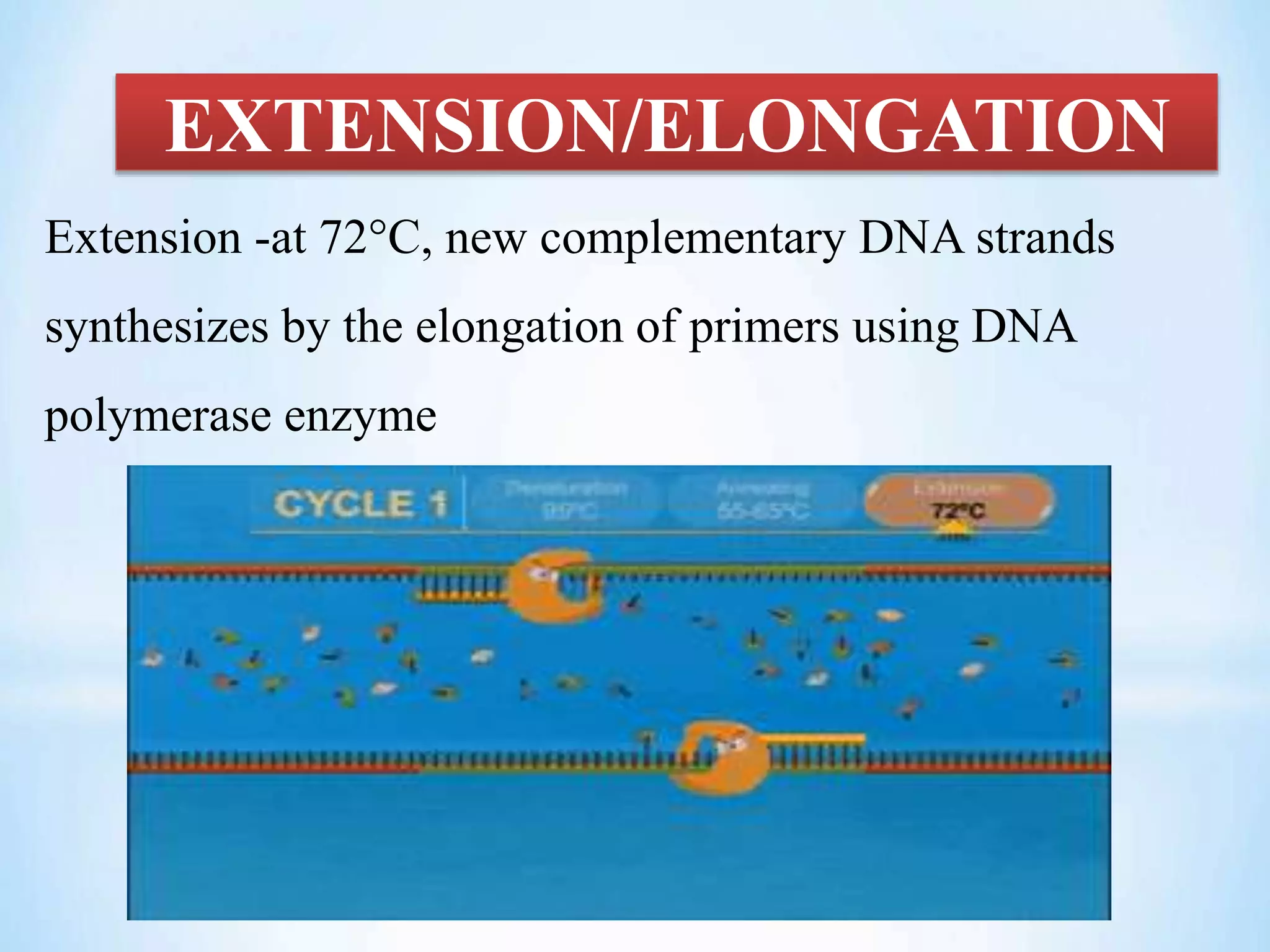 PCR PRINCIPLES | PPTX