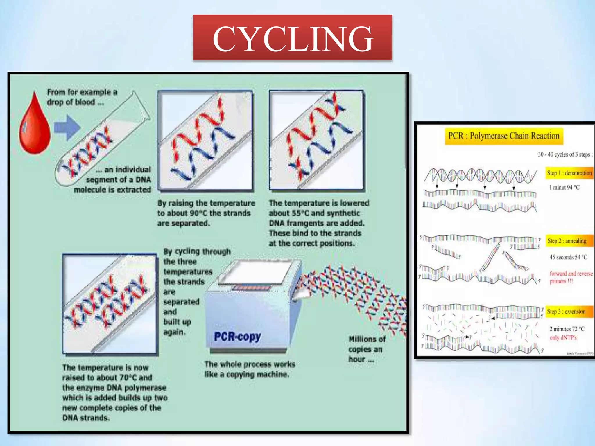 PCR PRINCIPLES | PPTX