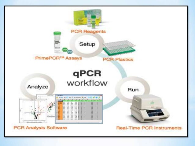 PCR PRINCIPLES | PPT