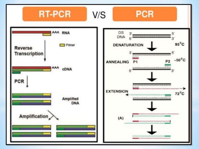 PCR PRINCIPLES | PPT