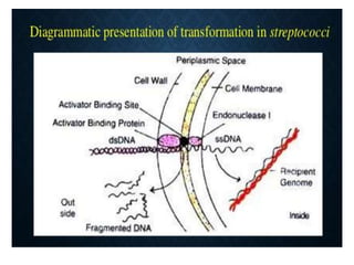 Genetic transformation in Prokaryotes | PPTX