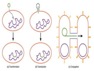 Genetic transformation in Prokaryotes | PPTX