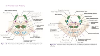 anatomy of pyramidal tracts and approach to acute hemiplegia.pptx