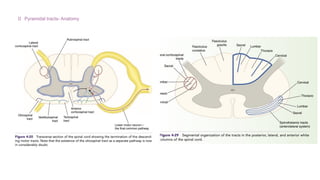 anatomy of pyramidal tracts and approach to acute hemiplegia.pptx