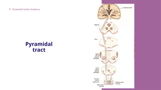 anatomy of pyramidal tracts and approach to acute hemiplegia.pptx