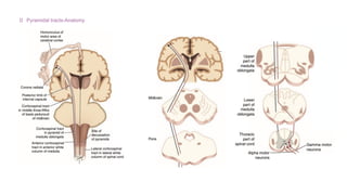 anatomy of pyramidal tracts and approach to acute hemiplegia.pptx