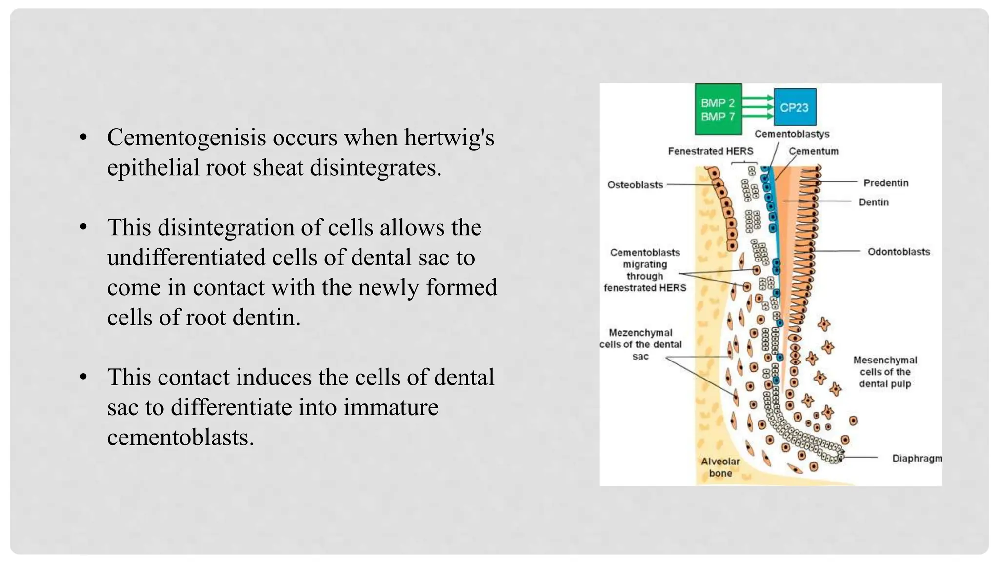 cementum | PPTX