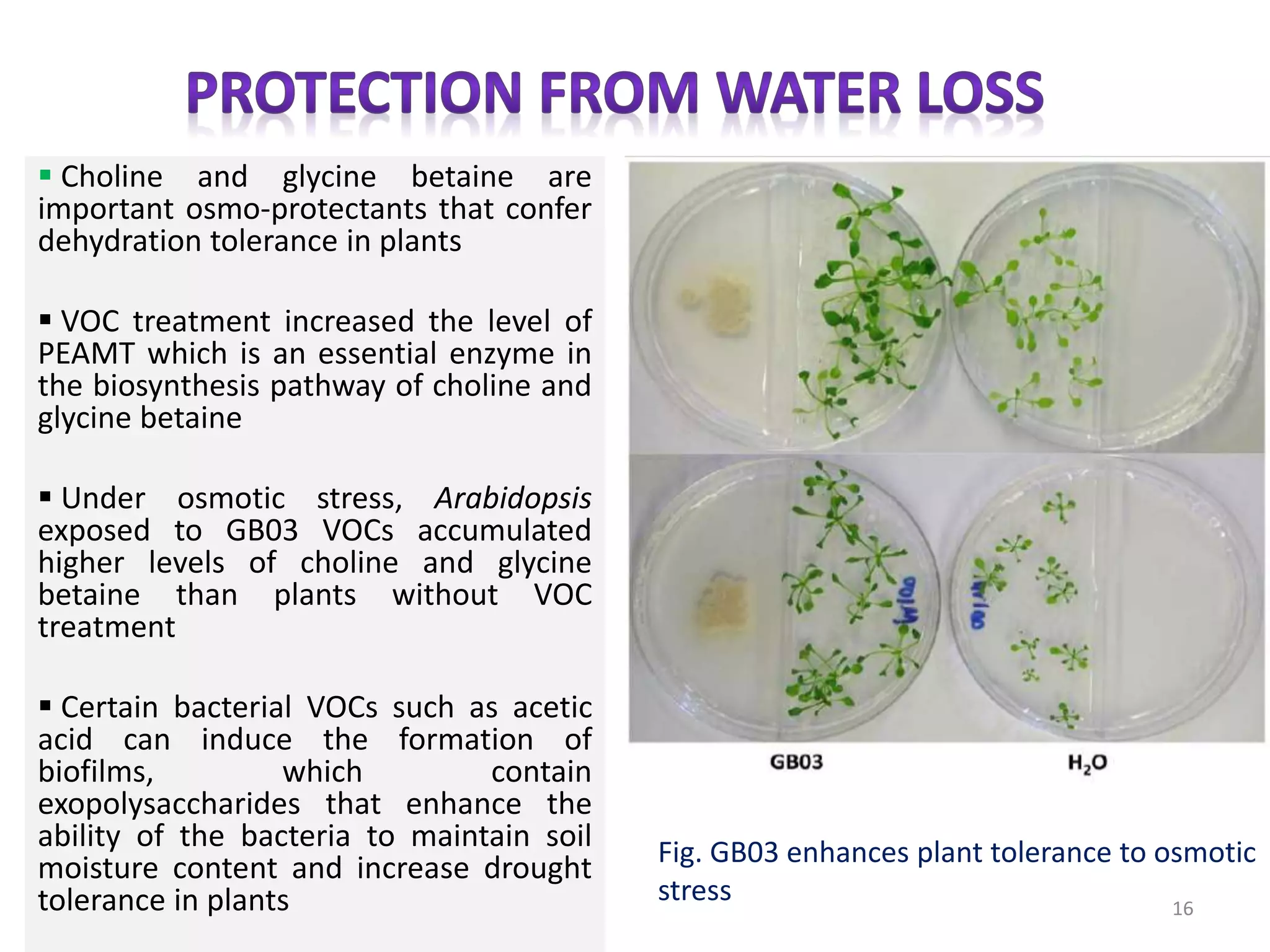 Microbial Volatiles | PPTX