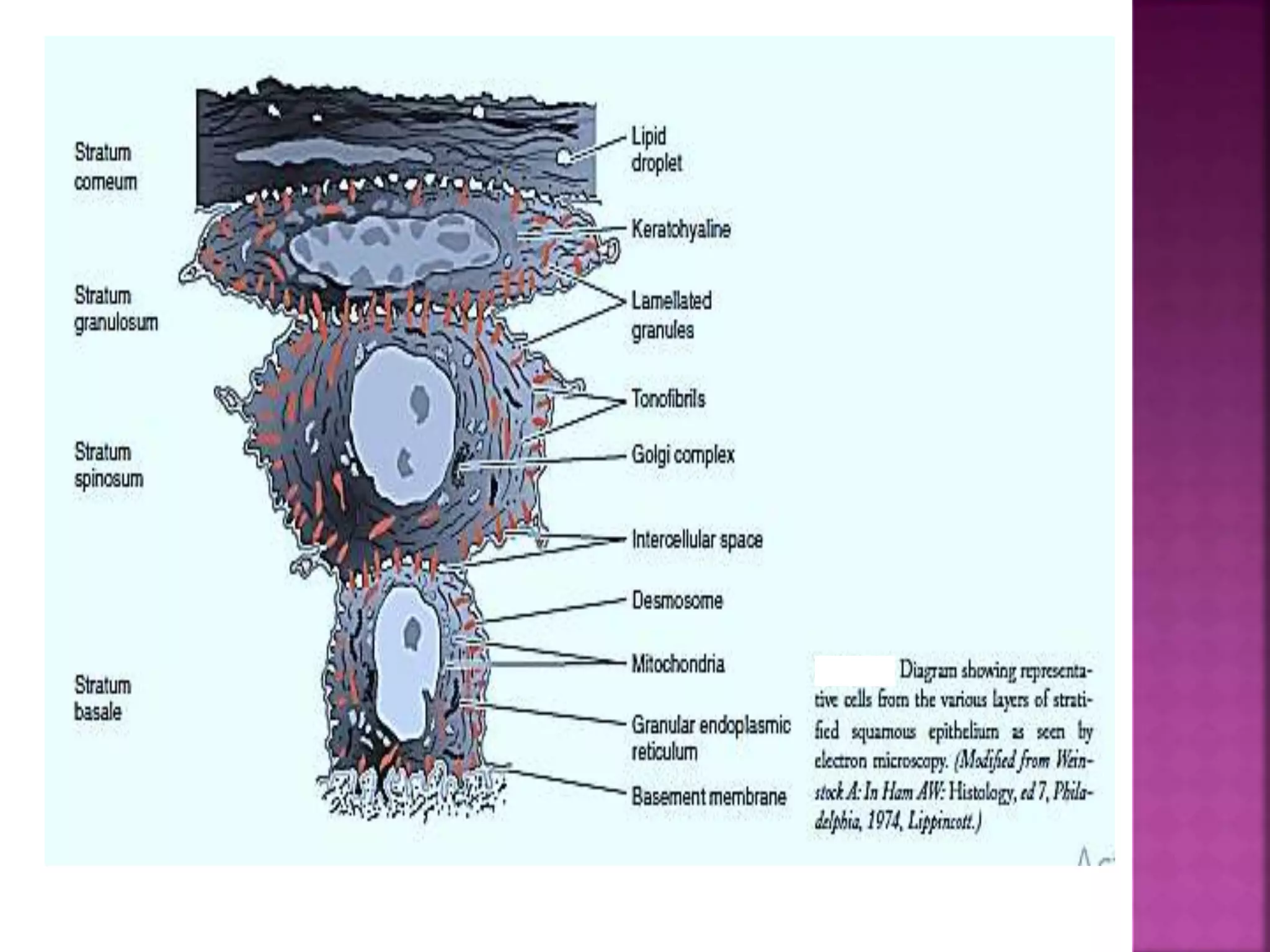 Microscopic features of gingiva. | PPTX