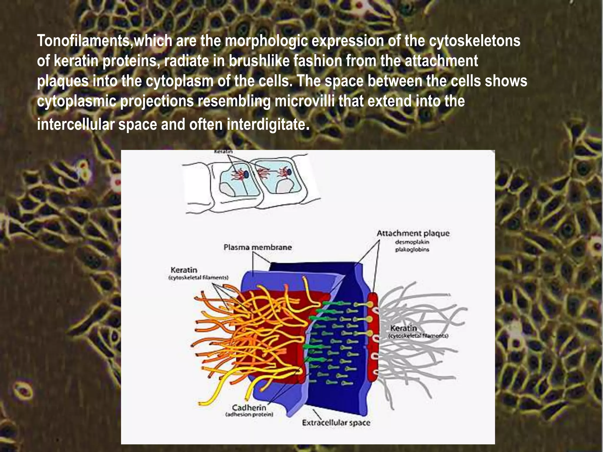 Microscopic features of gingiva. | PPTX