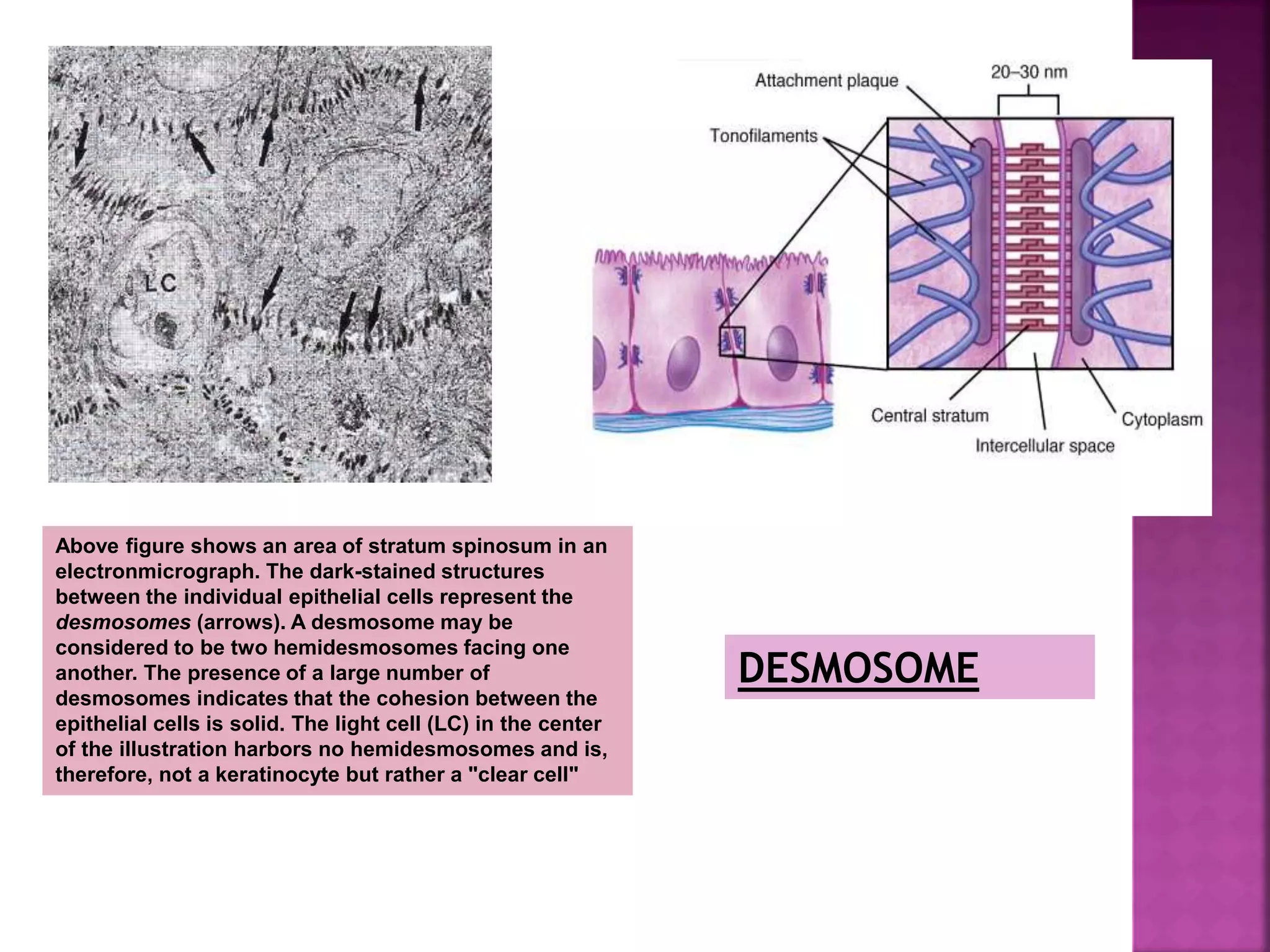 Microscopic features of gingiva. | PPTX