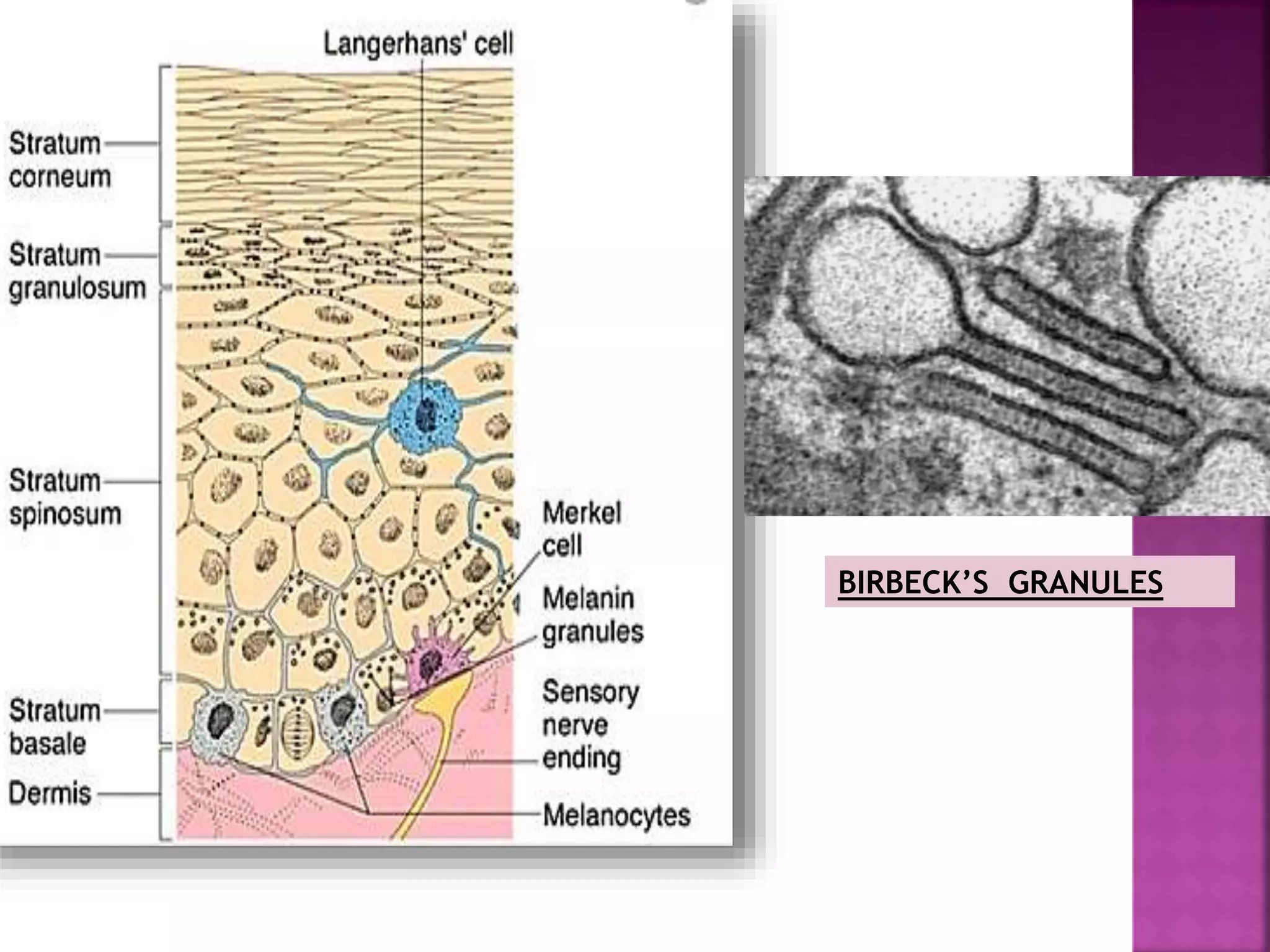 Microscopic features of gingiva. | PPTX