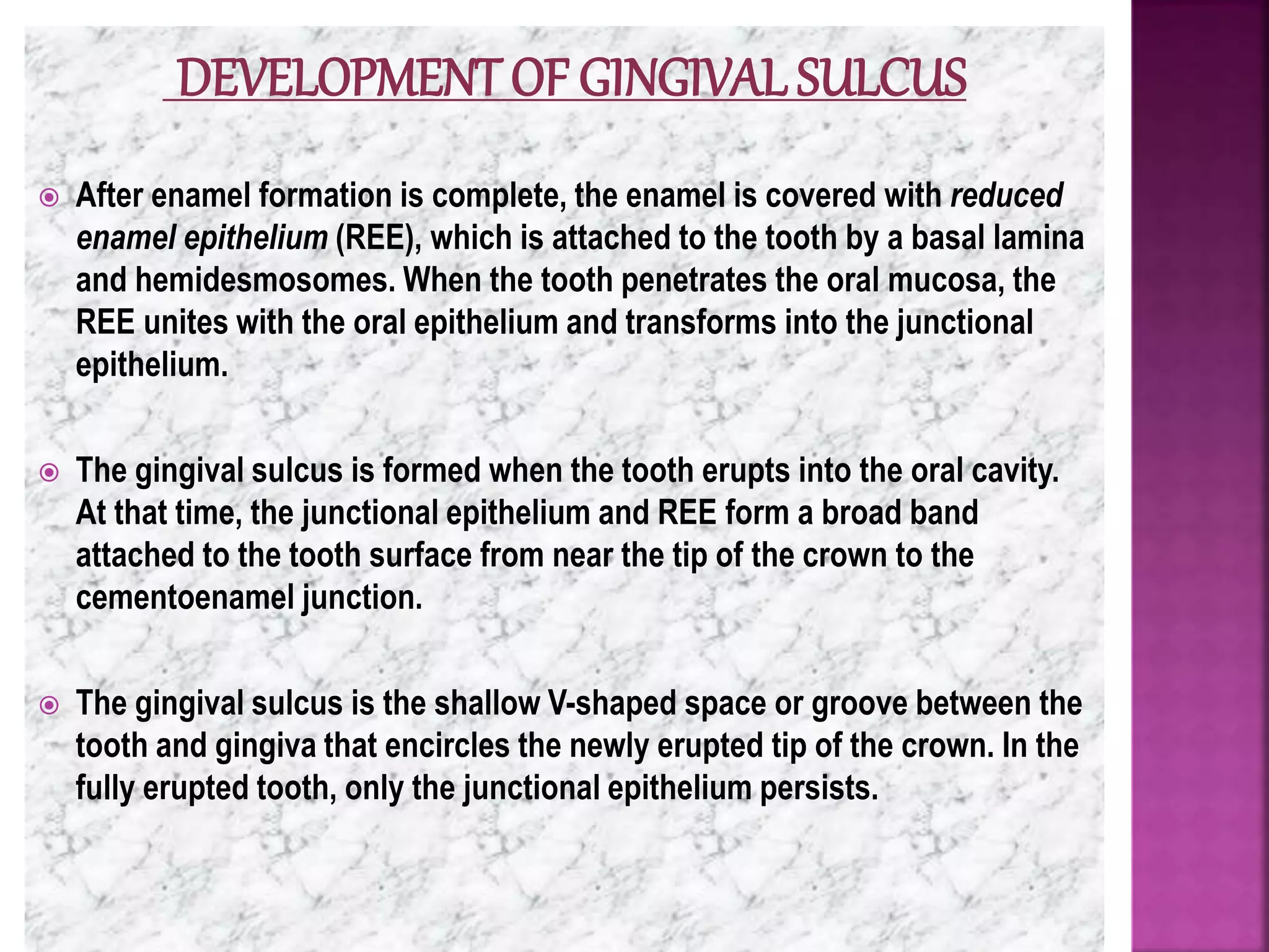Microscopic features of gingiva. | PPTX