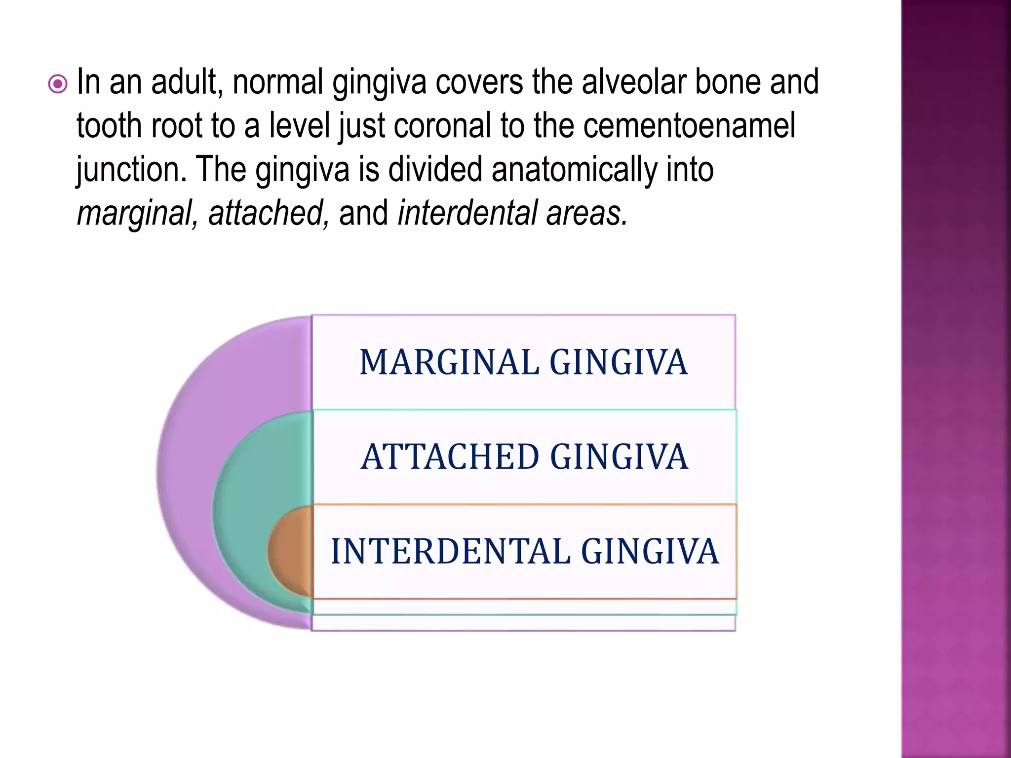 Microscopic features of gingiva. | PPTX