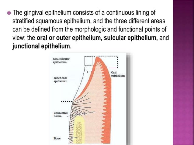 Microscopic features of gingiva. | PPTX