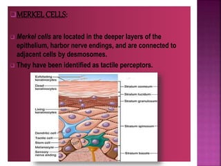 Microscopic features of gingiva. | PPTX