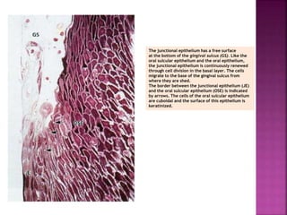 Microscopic features of gingiva. | PPTX