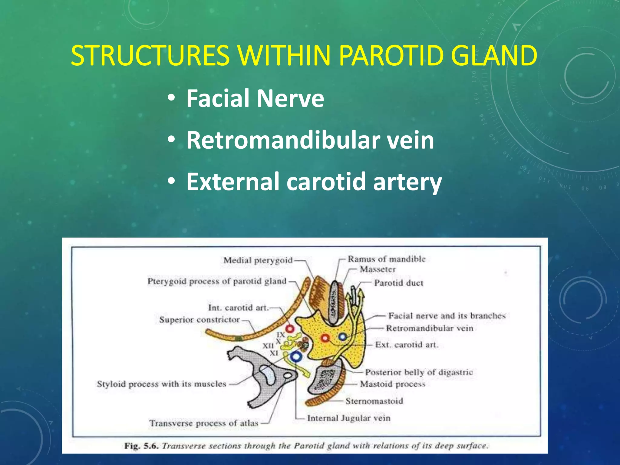 Surgical Anatomy of Salivary Glands and its Applied aspects | PPTX