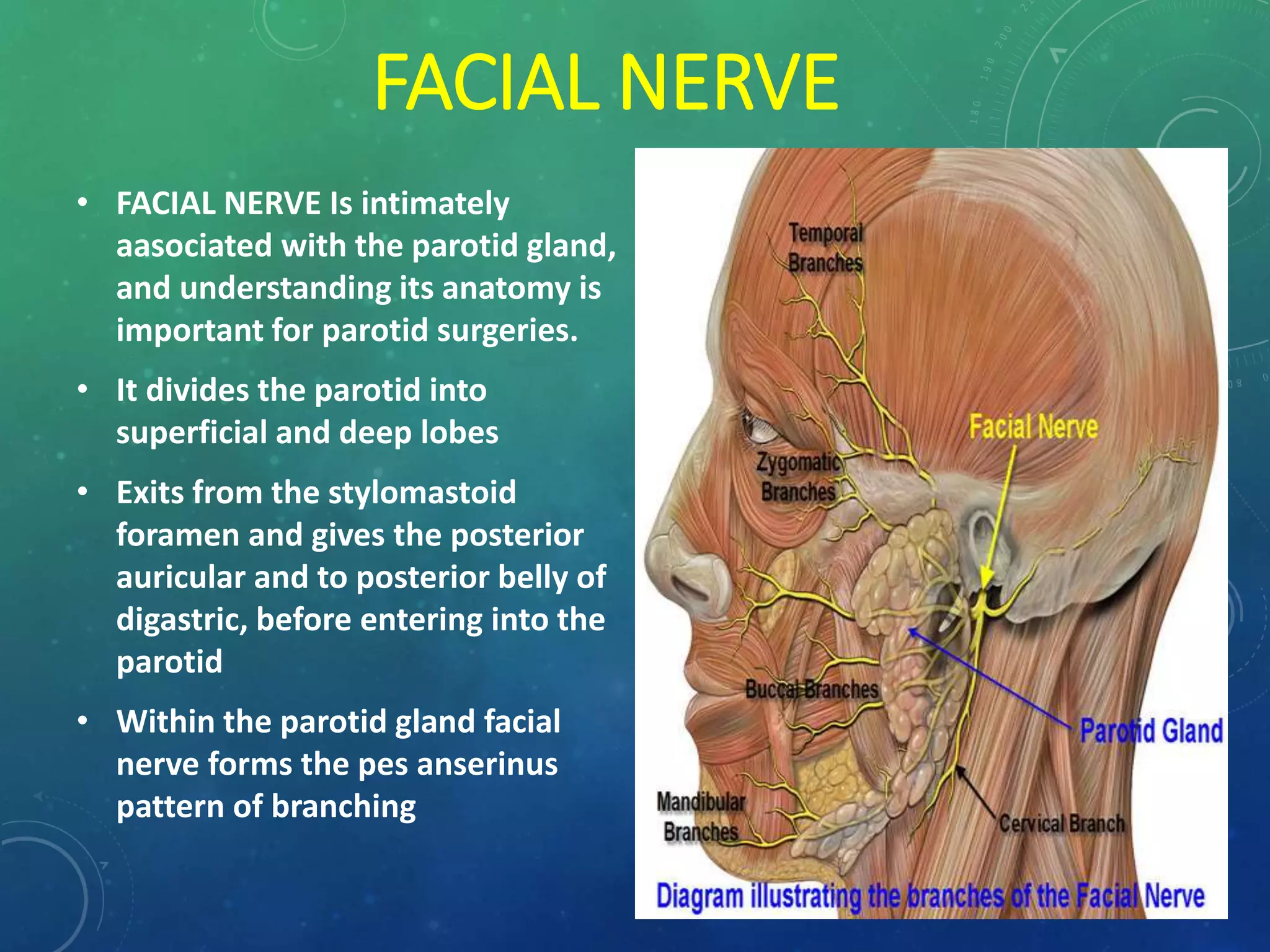 Surgical Anatomy of Salivary Glands and its Applied aspects | PPTX