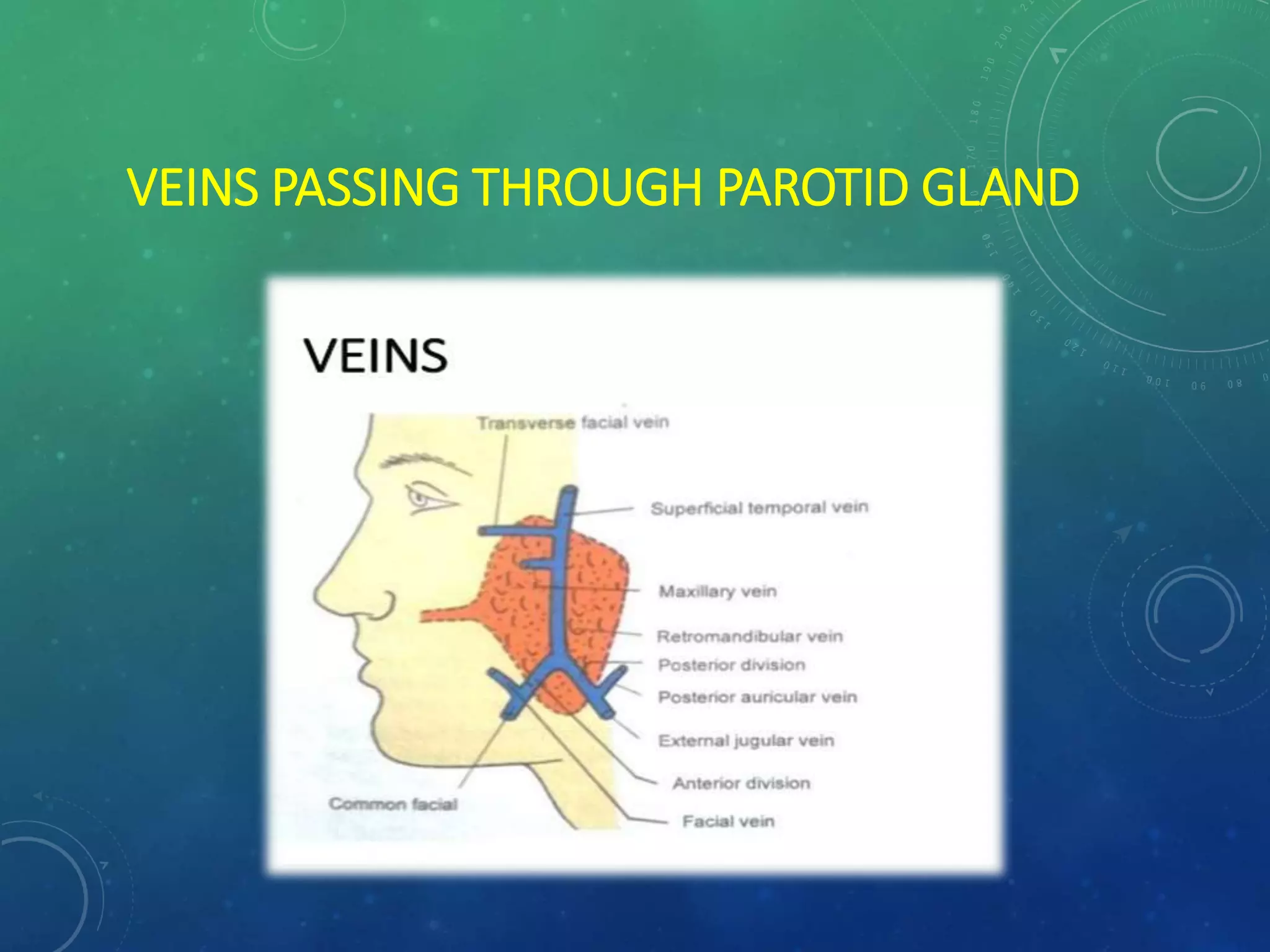 Surgical Anatomy of Salivary Glands and its Applied aspects | PPTX