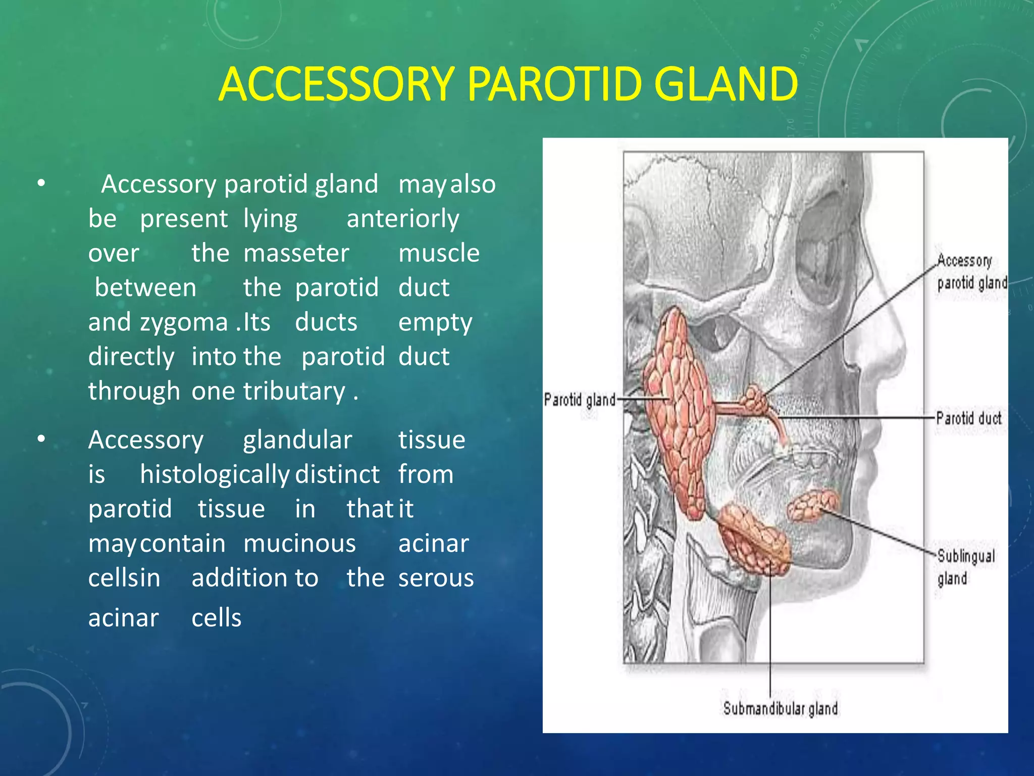 Surgical Anatomy of Salivary Glands and its Applied aspects | PPTX