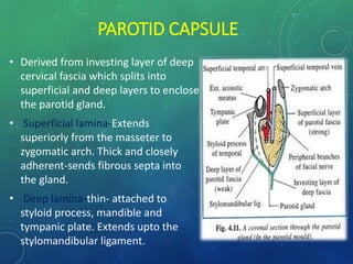 Surgical Anatomy of Salivary Glands and its Applied aspects | PPTX